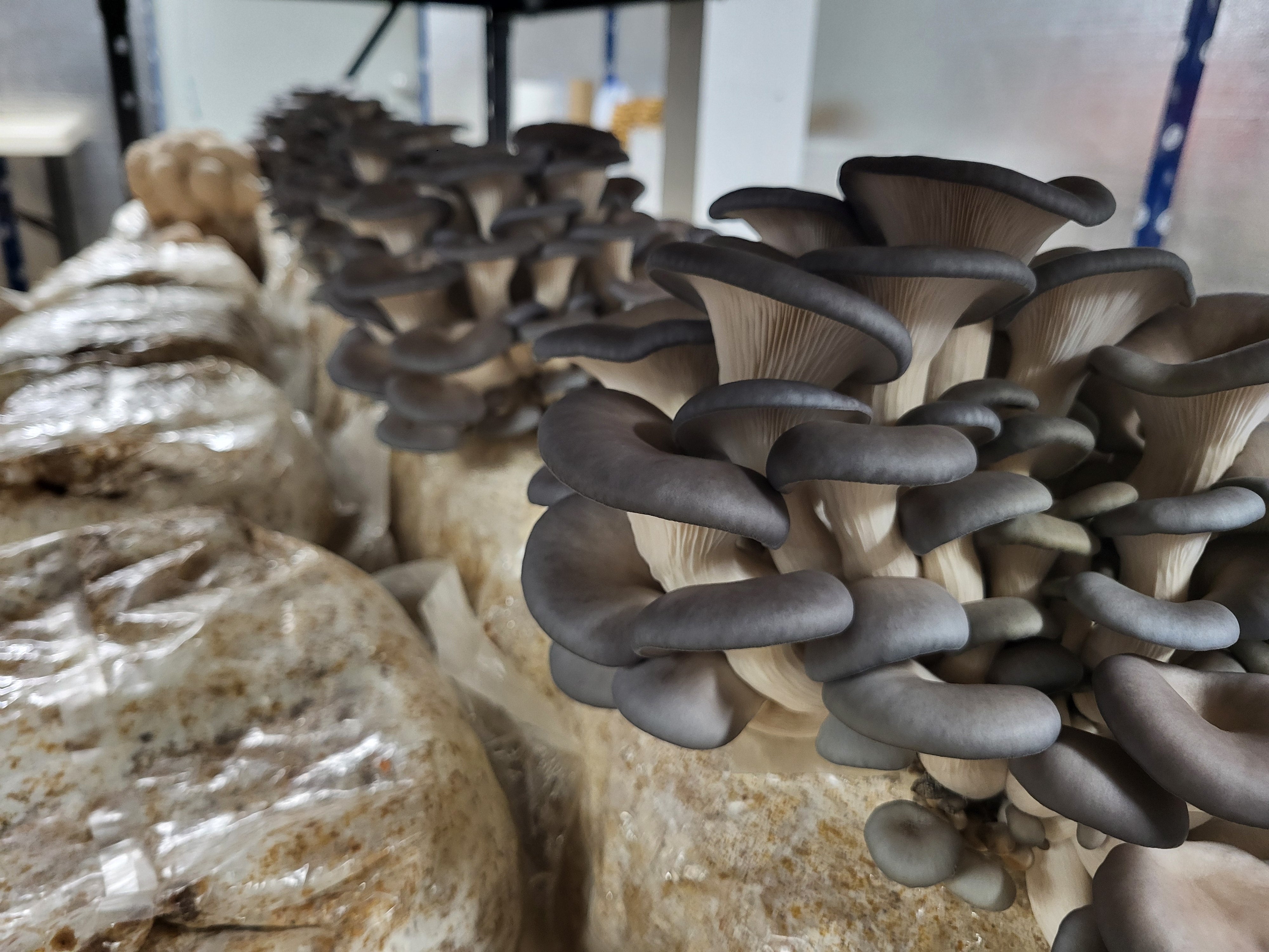 Commercial Growers – Frontier Mushrooms