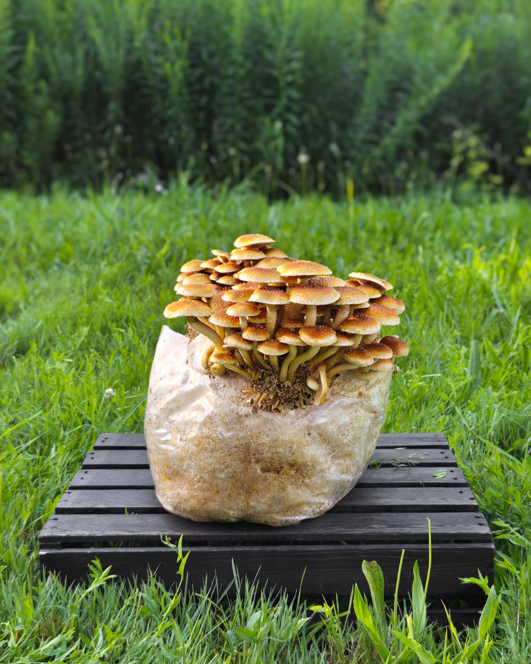 Colonized blocks – Frontier Mushrooms