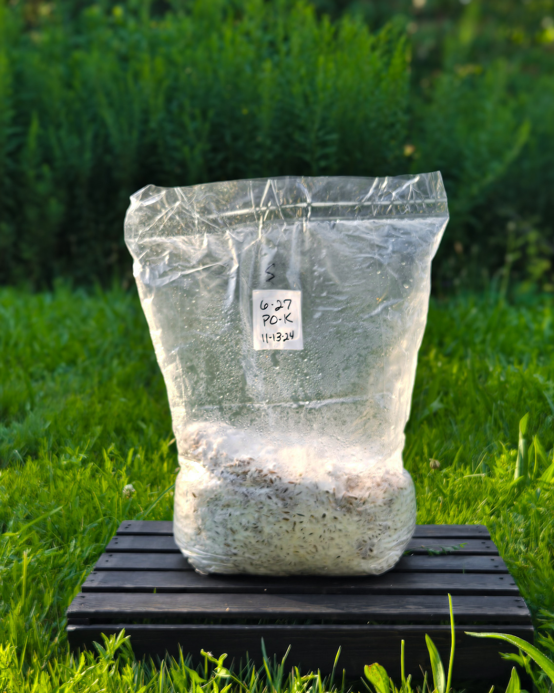Mushroom Grain Spawn – Frontier Mushrooms